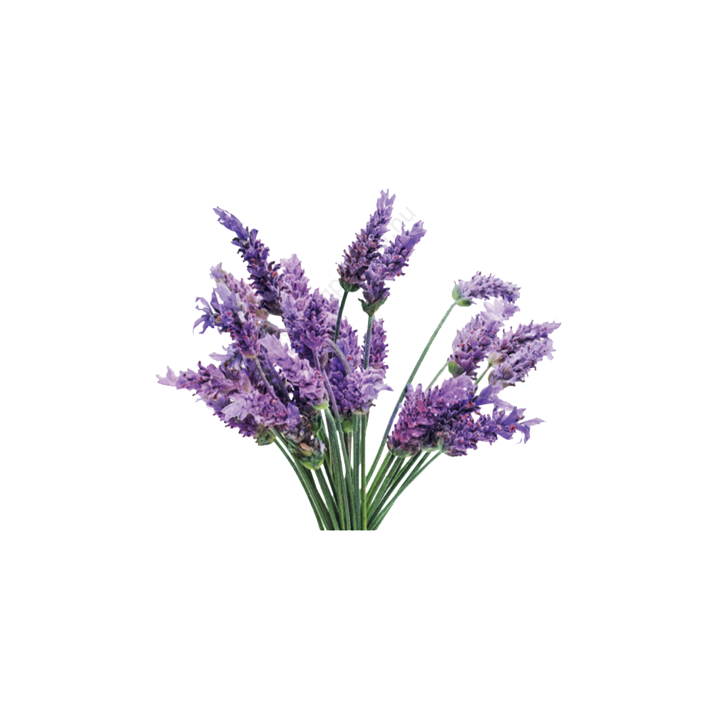 doTERRA Levendula illóolaj,15ml - Egészségpartner Webáruház